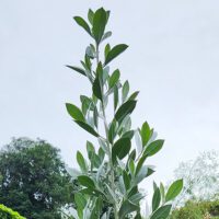 PLANT CATALOGUE - Woodlands Botanical Garden