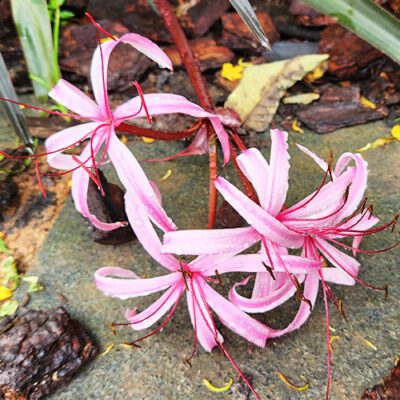 PINK SWAMP LILY - Woodlands Botanical Garden
