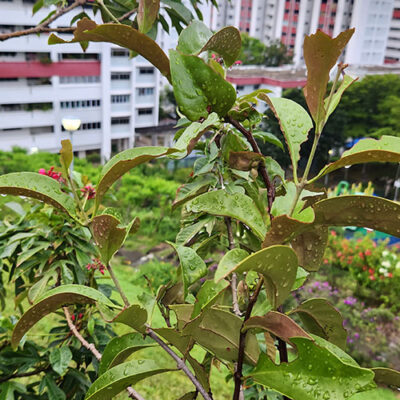 PLANT CATALOGUE - Woodlands Botanical Garden