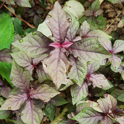 RED RUBY ALTERNANTHERA - Woodlands Botanical Garden