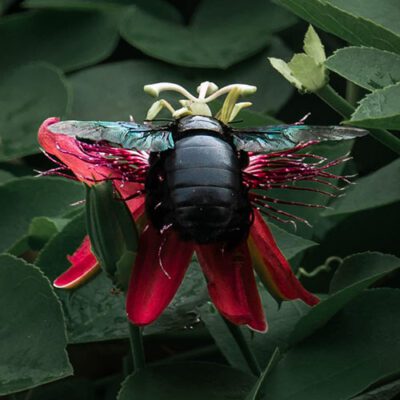 TROPICAL CARPENTER BEE - Woodlands Botanical Garden