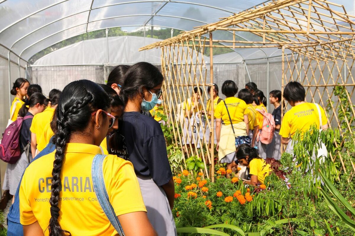 9 Best Community Gardens In Singapore For You To Admire Hand-Grown ...