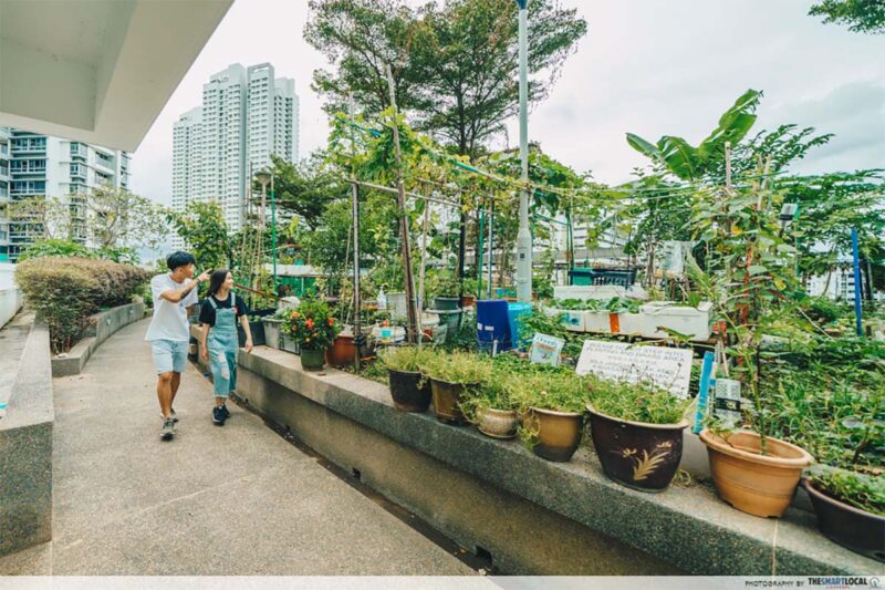 9 Best Community Gardens In Singapore For You To Admire Hand-Grown ...